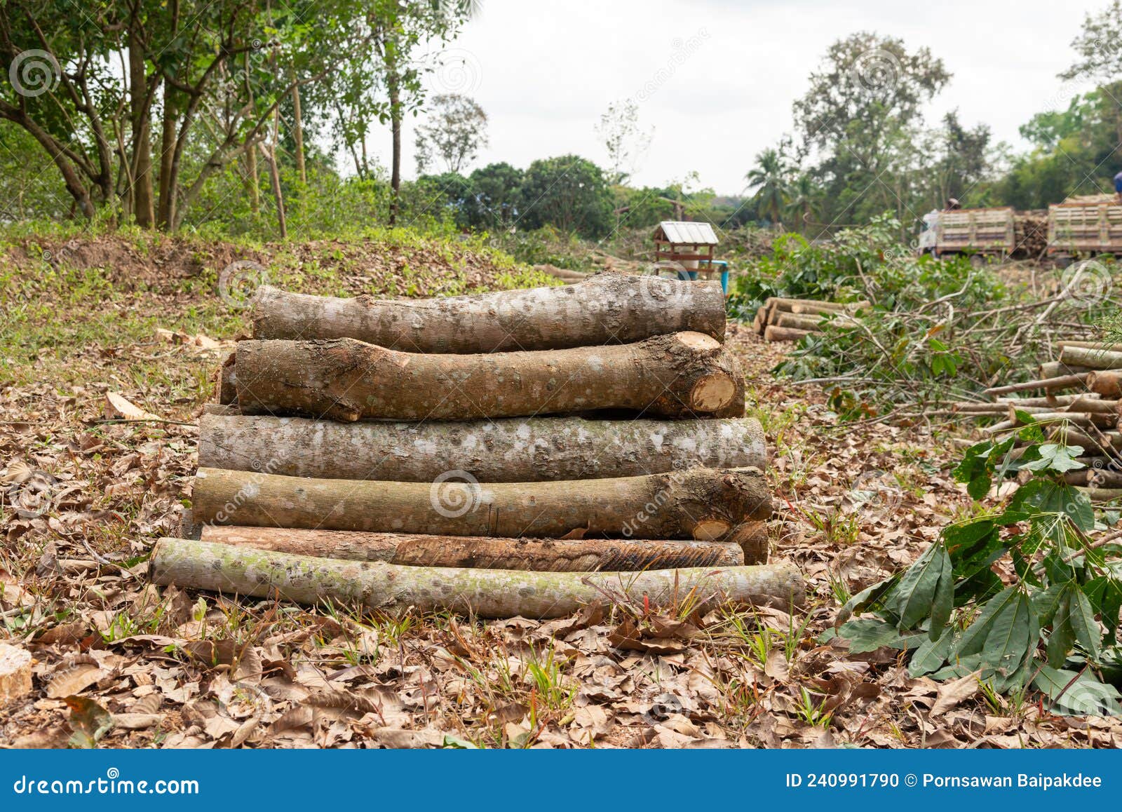 Logs of Rubber Tree, Raw Rubber Tree, Para Rubber Tree Cut Lumber ...