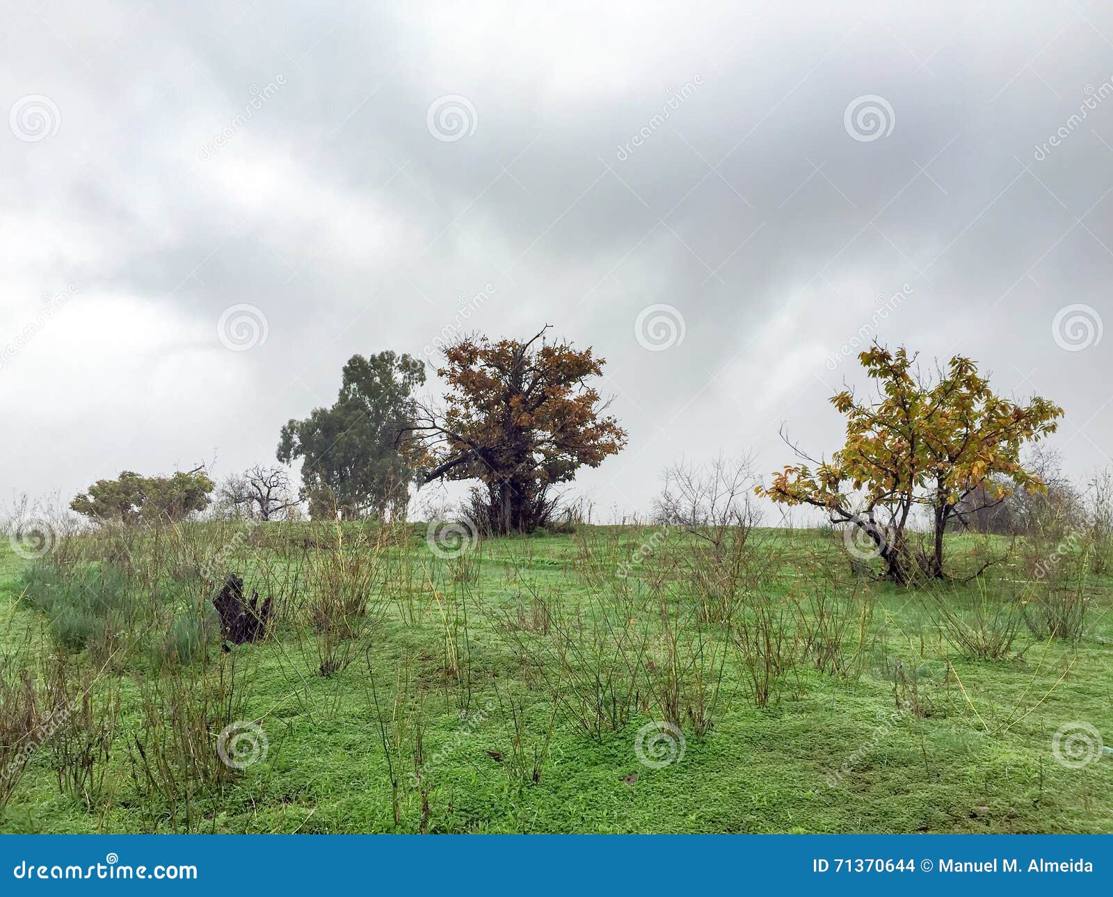 Logs stock photo. Image of islands, branches, plants - 71370644