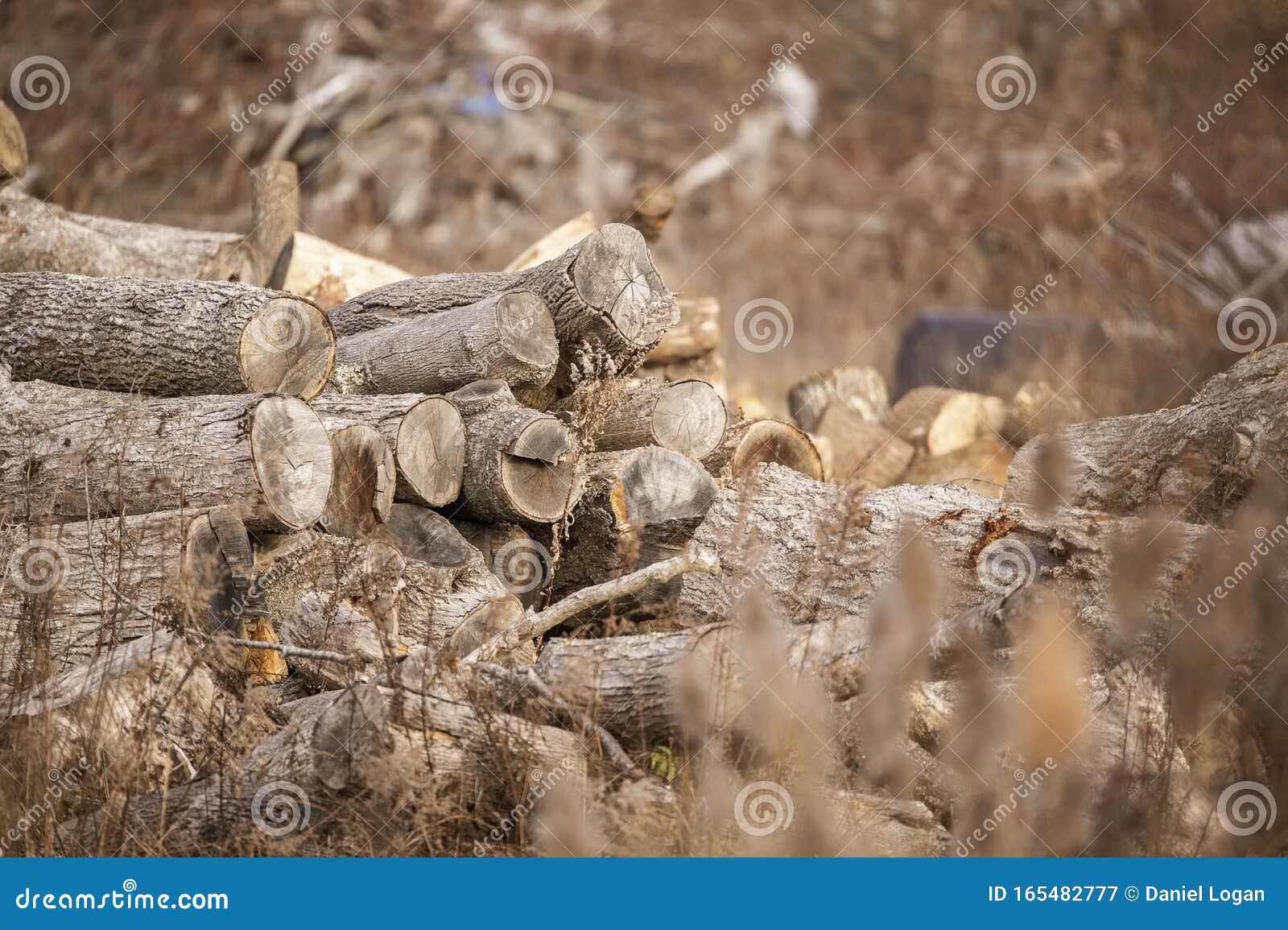 Logs Stacked Haphazardly Along Bike Path Stock Image - Image of stack ...