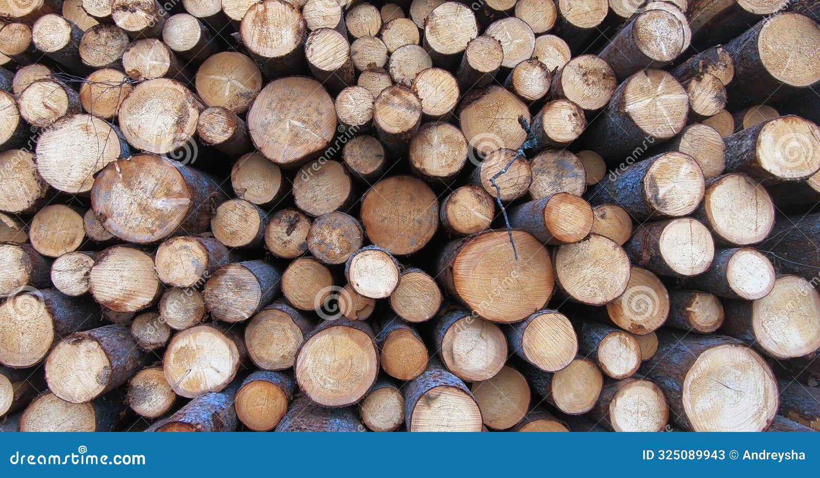 Logs Stacked in Stacks a Stack of Pine Logs in the Forest. Harvesting ...