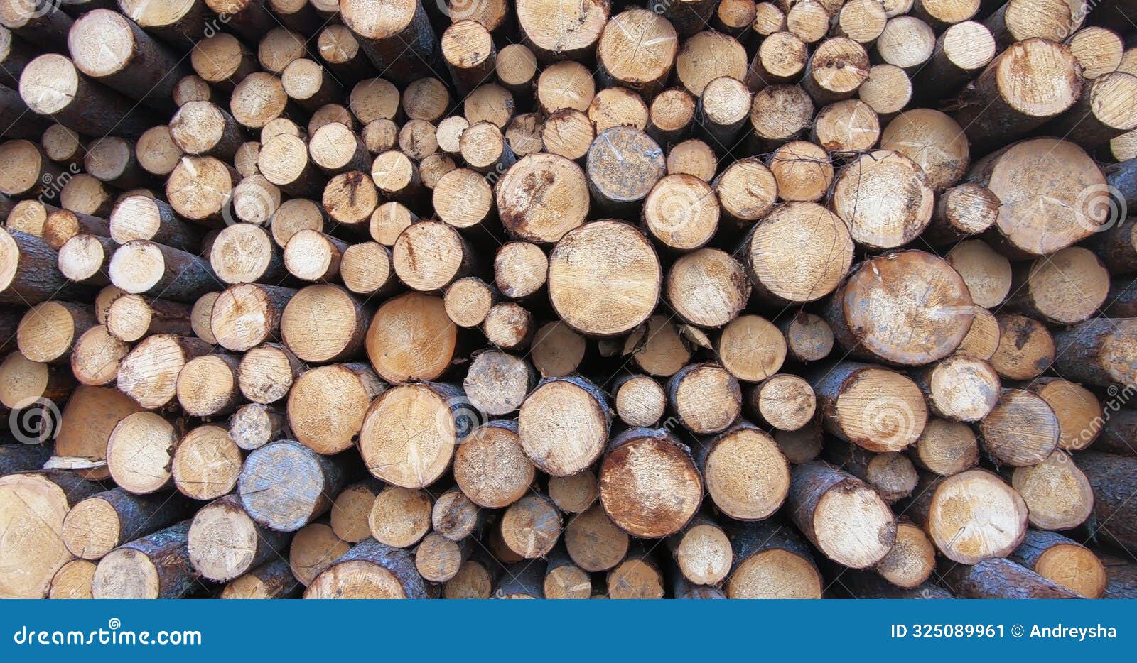 Logs Stacked in Stacks a Stack of Pine Logs in the Forest. Harvesting ...
