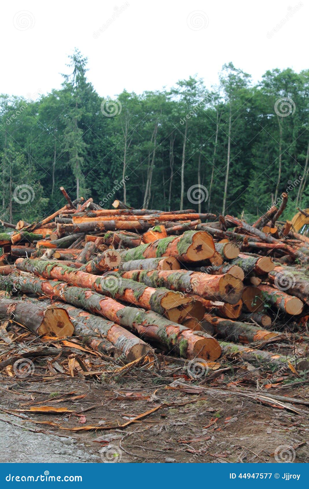Logs Stacked Up in a Pacific Northwest Forest Logging Operation Stock ...