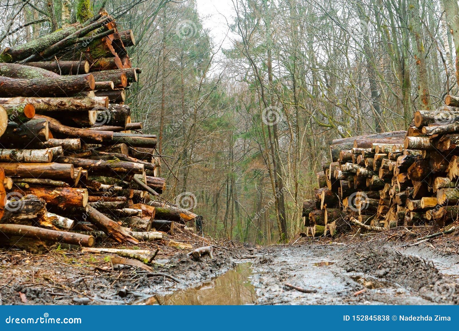Logs Stacked in the Woods, Chopped Trees Along the Road Stock Photo ...