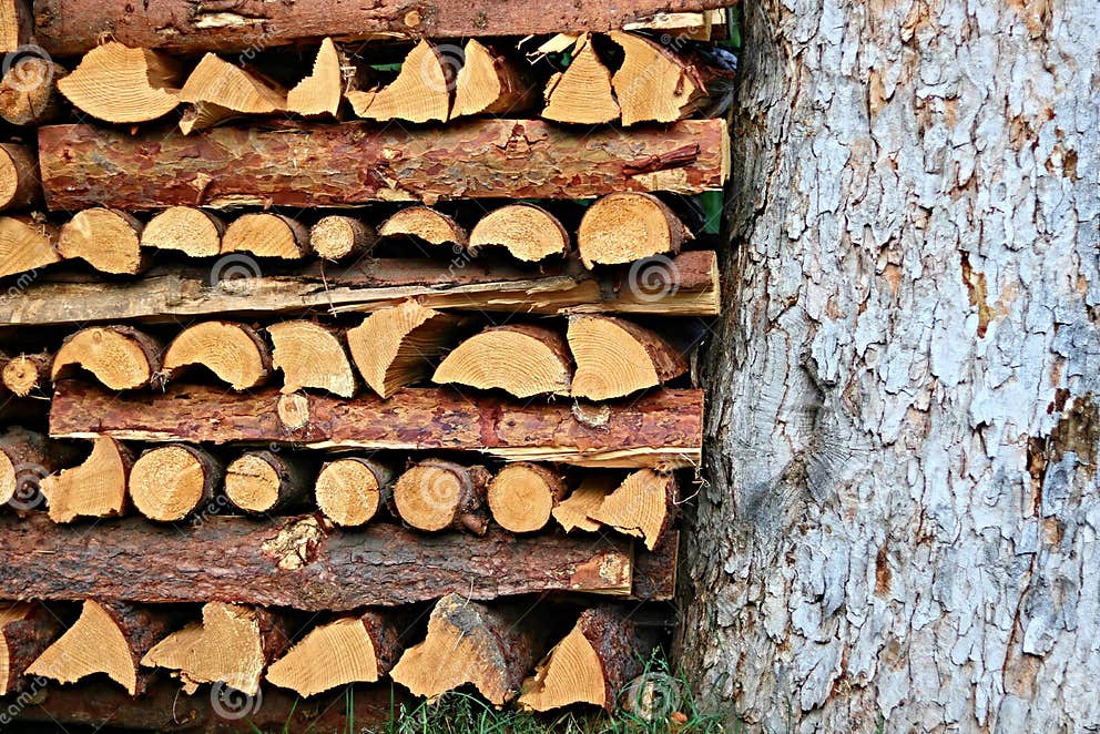 Logs and tree stock photo. Image of primary, brown, firewood - 100985878