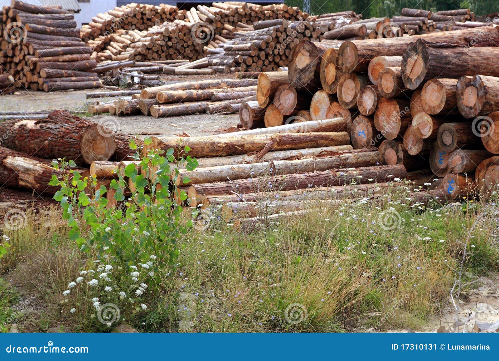 Logs Timber Industry Trunks Stacked Outdoor Stock Image - Image of ...