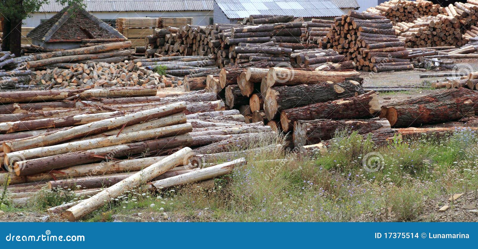 Logs Timber Industry Trunks Stacked Outdoor Stock Photo - Image of ...