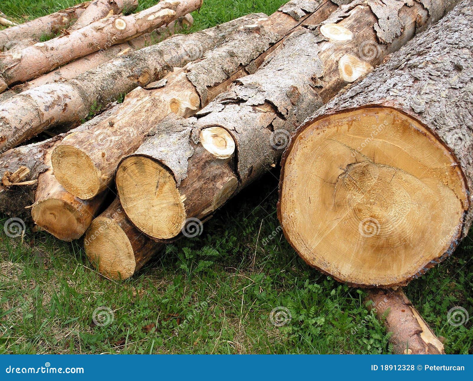 Logs of tree stock photo. Image of prepared, timber, defects - 18912328