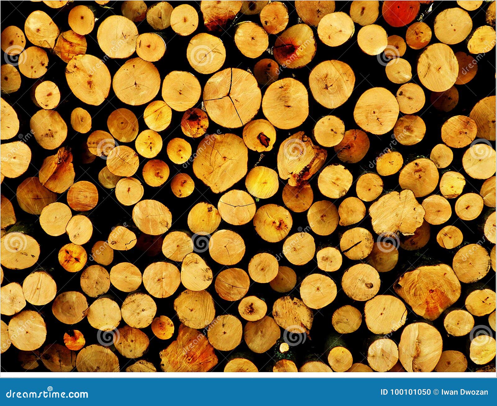 The logs of the tree stock photo. Image of view, white - 100101050