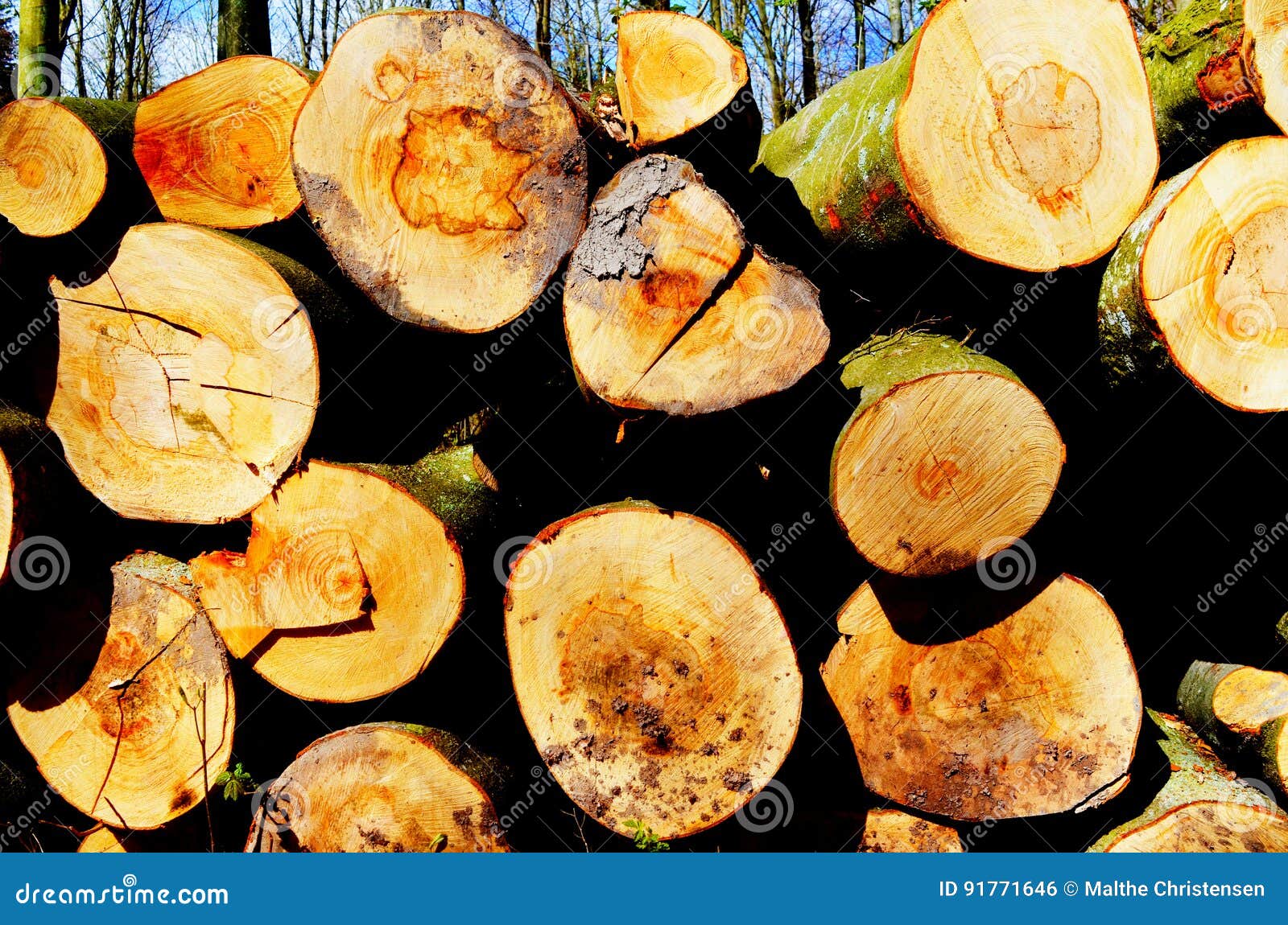 Logs stock photo. Image of colorful, little, treelumbs - 91771646