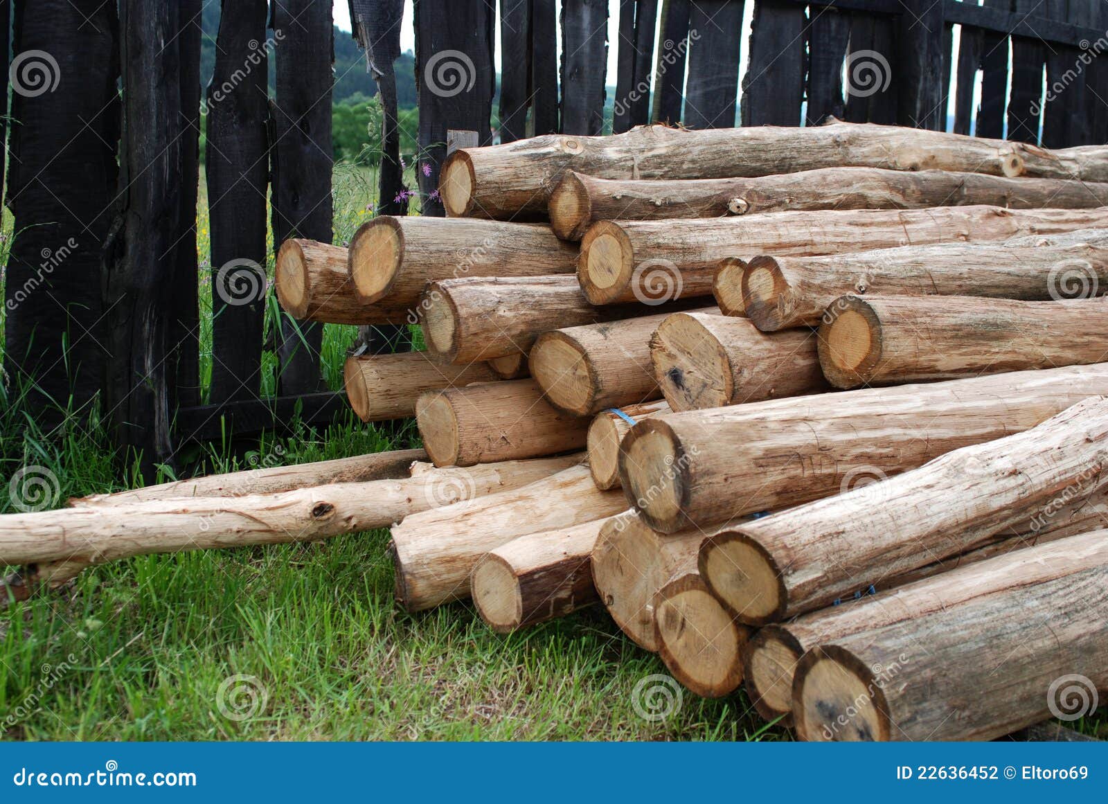 Logs of tree raw stock photo. Image of timber, tree, wooden - 22636452