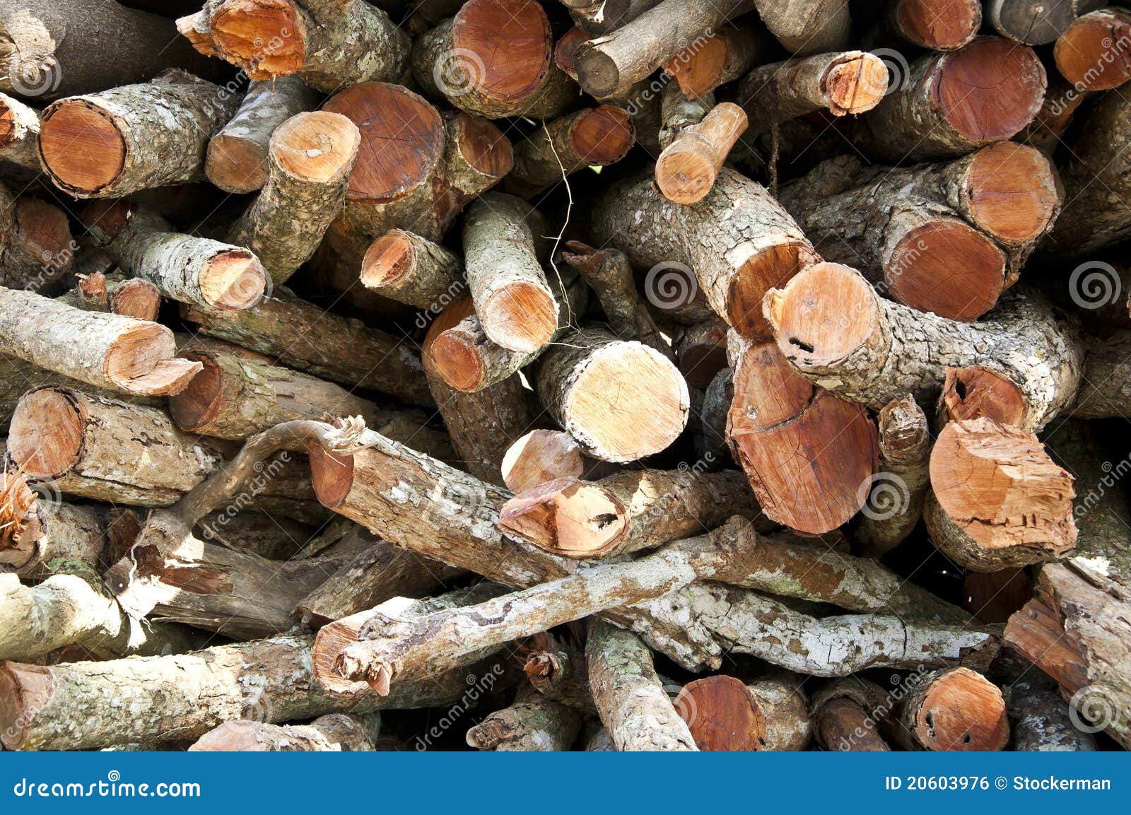 Logs from a Tree on Timber Cutting Stock Photo - Image of heat, cutting ...