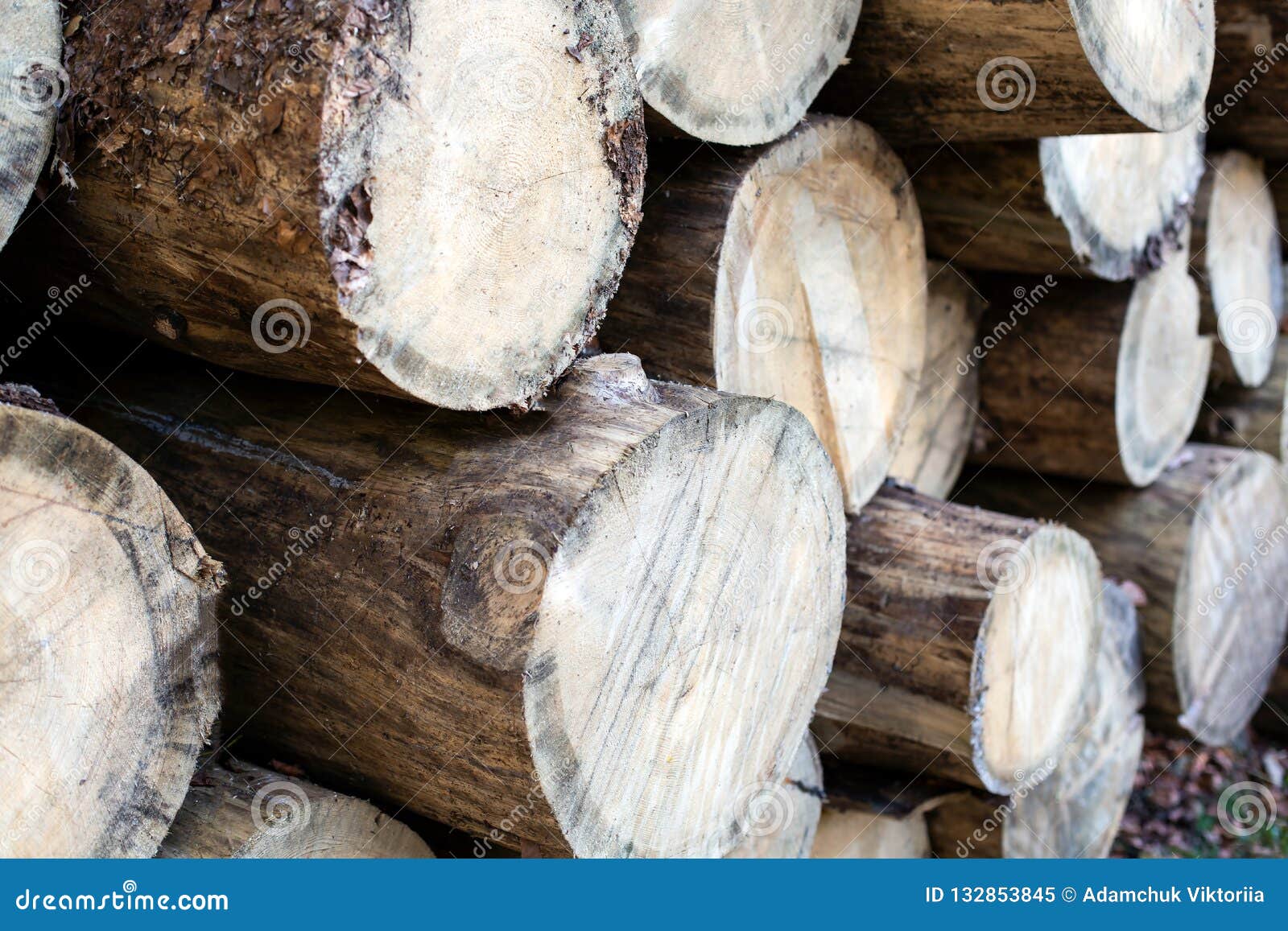 Logs of Trees - Chopped Tree Trunks. Stock Image - Image of trees ...
