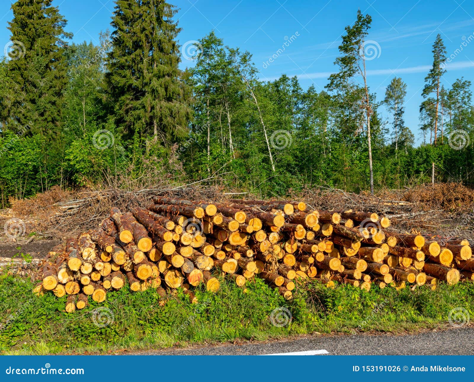 Logs of Various Trees and Sizes Stock Photo - Image of color ...
