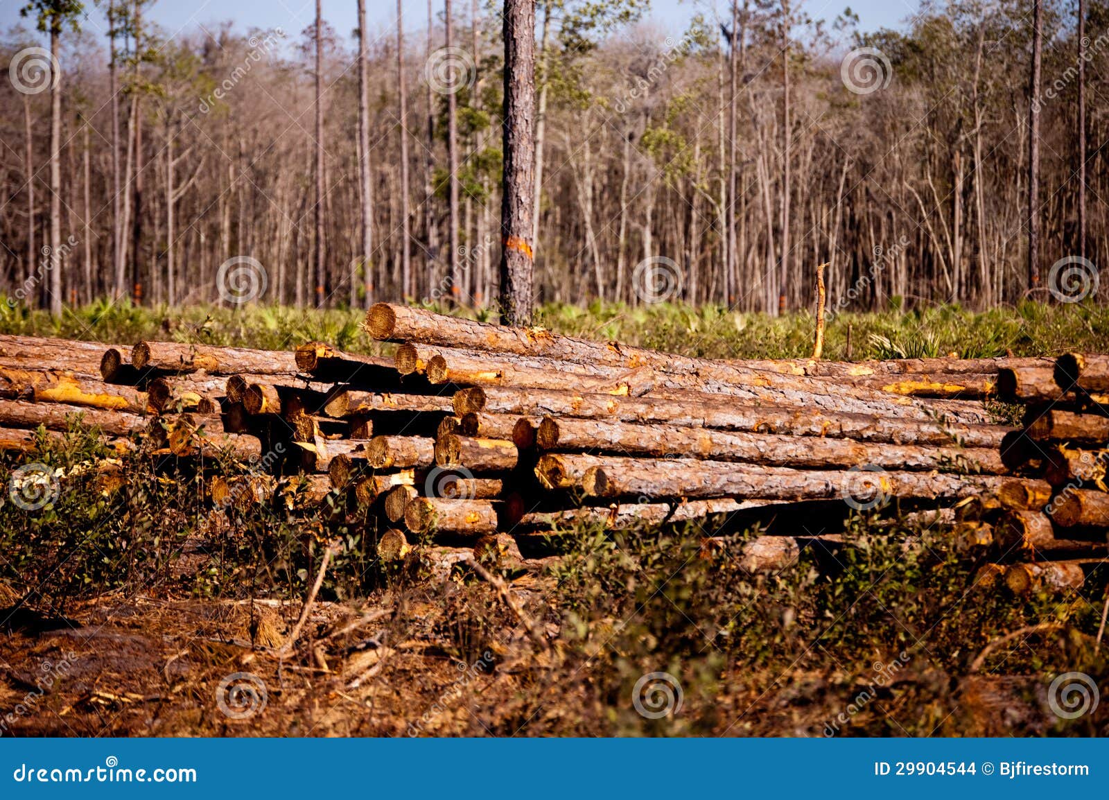 Logging stock photo. Image of environment, birch, texture - 29904544
