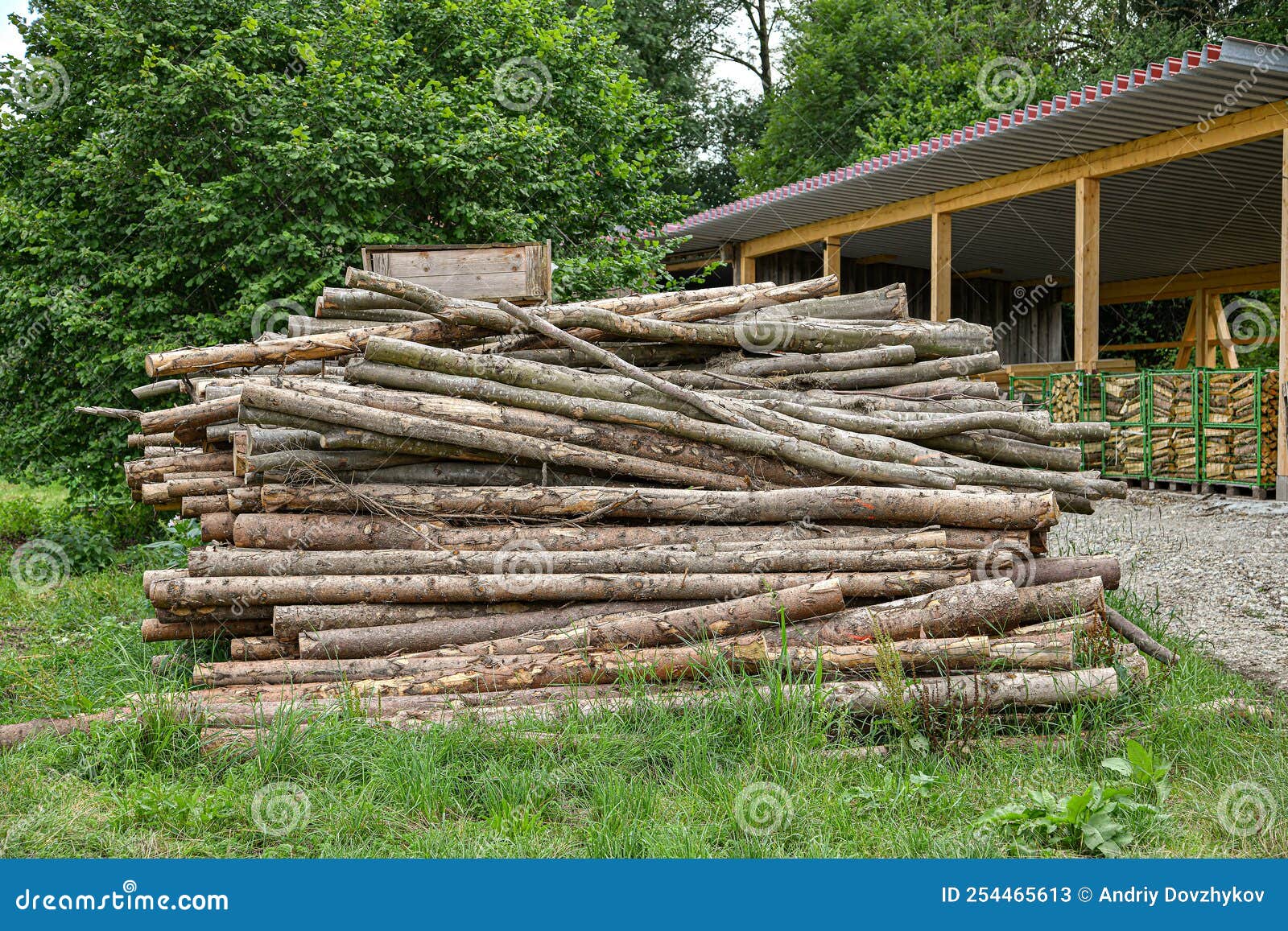 Logs in a Warehouse at a Sawmill for Chopping and Sawing for Firewood ...