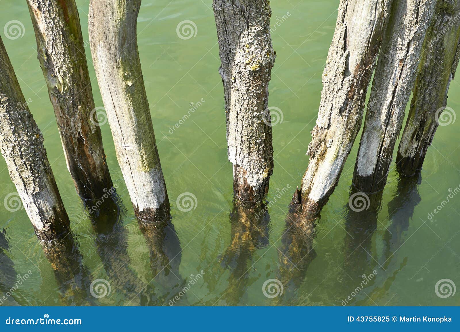 Logs in the water stock image. Image of nature, clear - 43755825