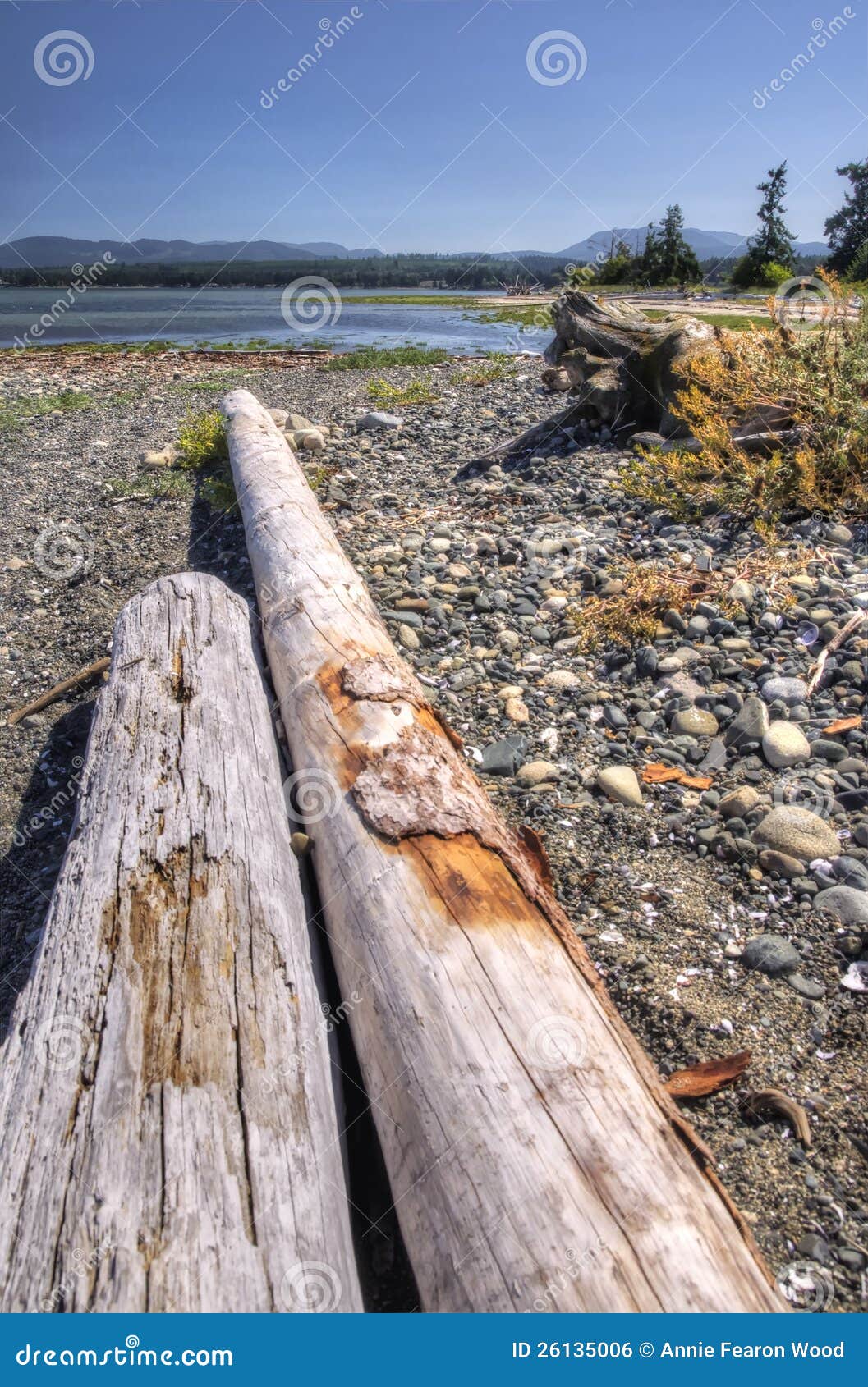 Logs on a west coast beach stock photo. Image of columbia - 26135006
