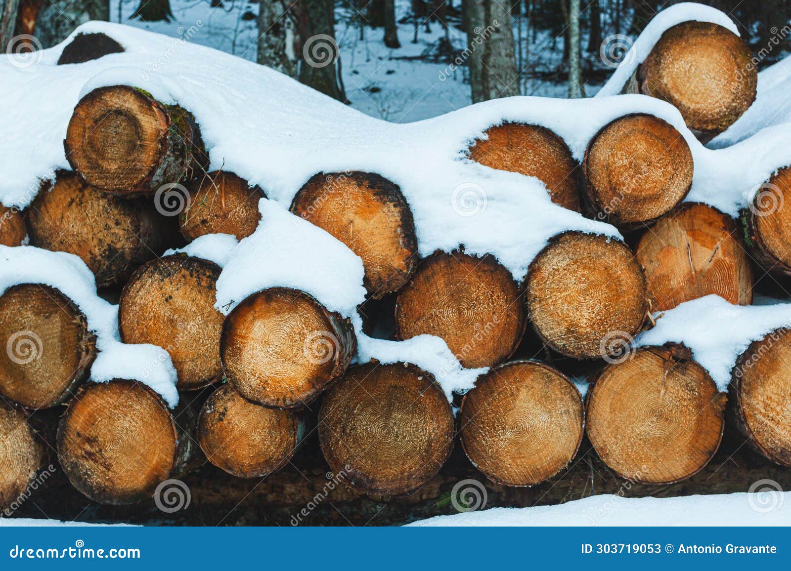 Logs of Wood Cut and Stacked in the Mountains Under the Snow Stock ...