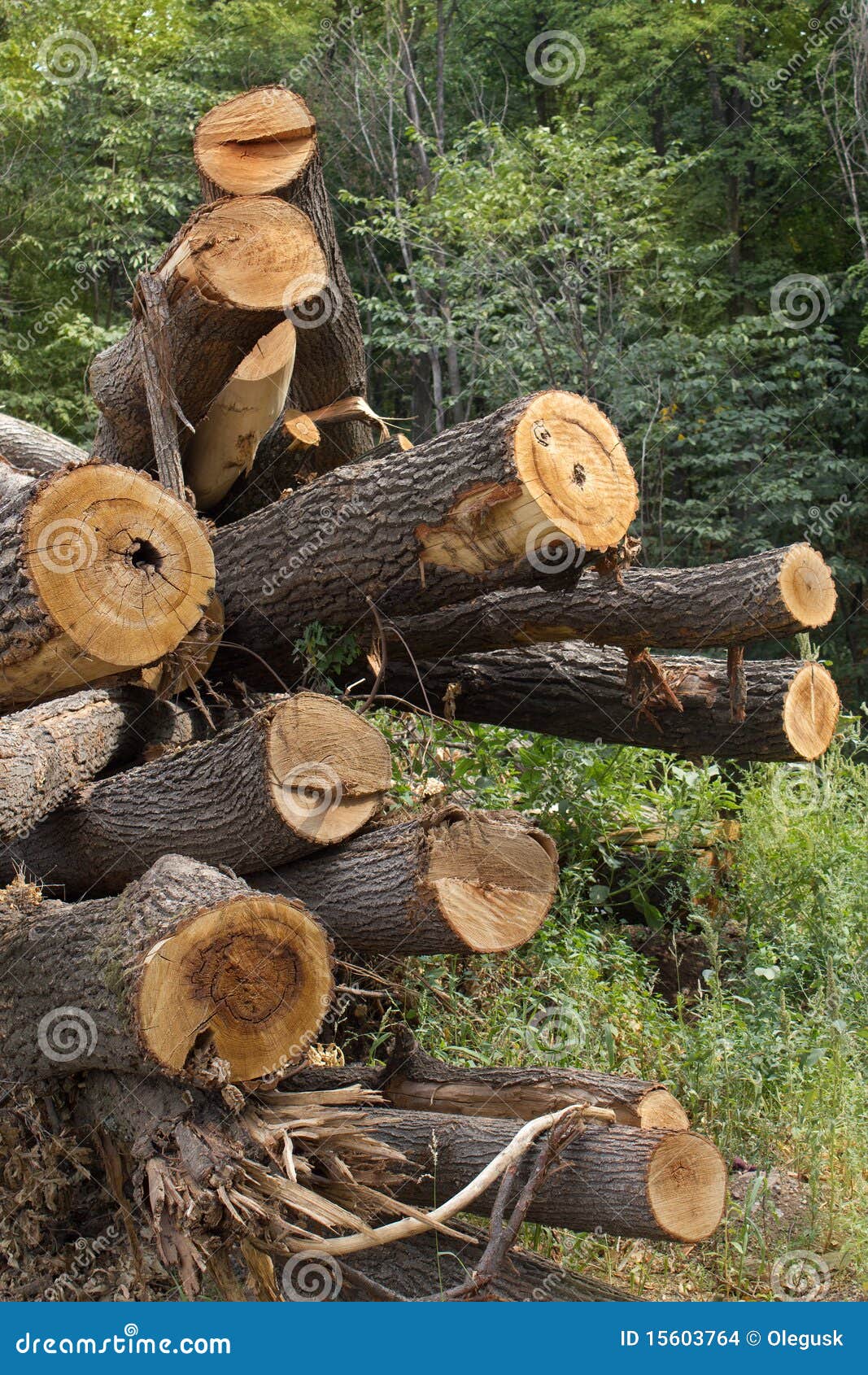 Logs wood trunk tree stock photo. Image of bark, wood - 15603764