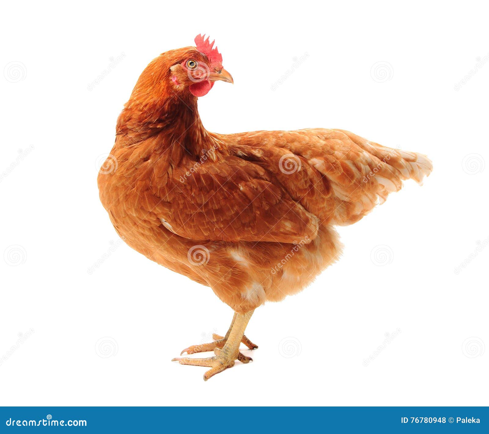 Lohmann Chicken Photos - Free & Royalty-Free Stock Photos from Dreamstime
