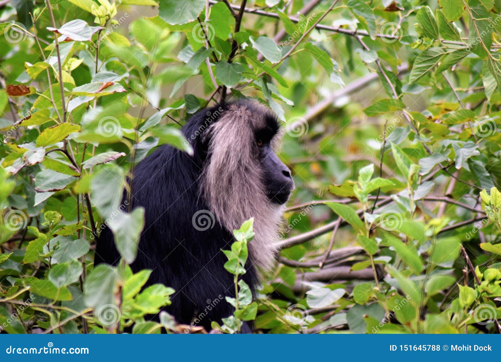 Loin Face Monkey in Delhi Zoo Stock Photo - Image of trees, tree: 151645788