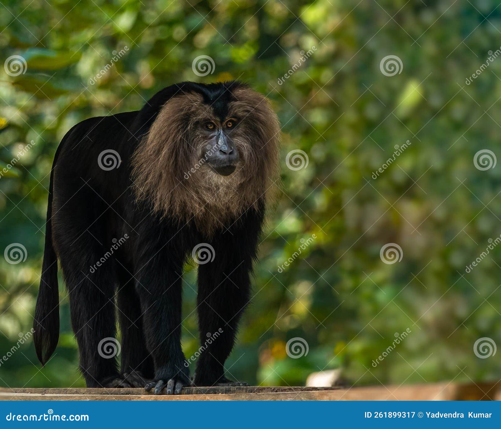 A Loin Head Monkey Looking into the Camera Stock Image - Image of ...