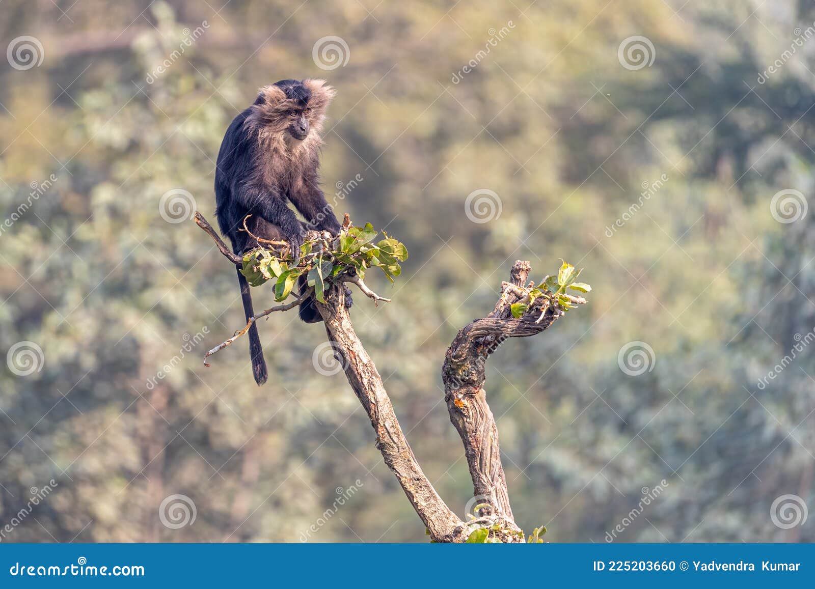 Loin Head Monkey Resting on a Tree Stock Photo - Image of hookoo, life ...