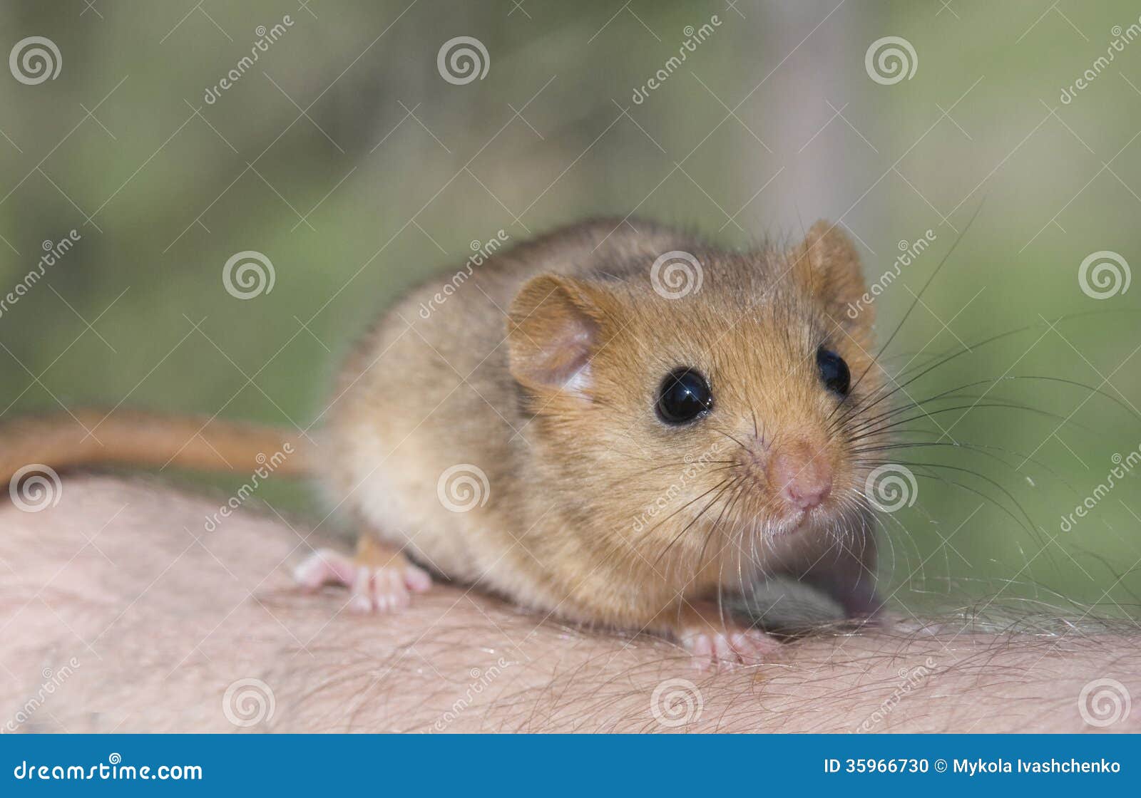 Loir photo stock. Image du petit, humain, mignon, main - 35966730