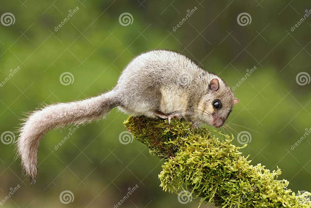 Loir adorable image stock. Image du nature, animal, adorable - 40645543