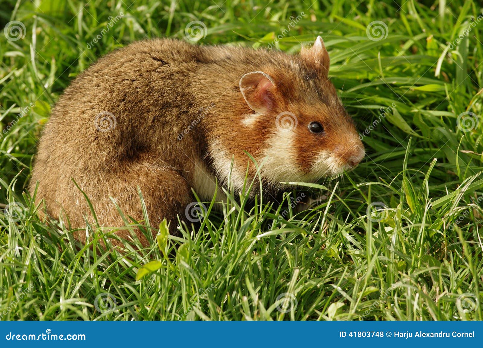 Loir de jardin photo stock. Image du eurasien, omnivore - 41803748