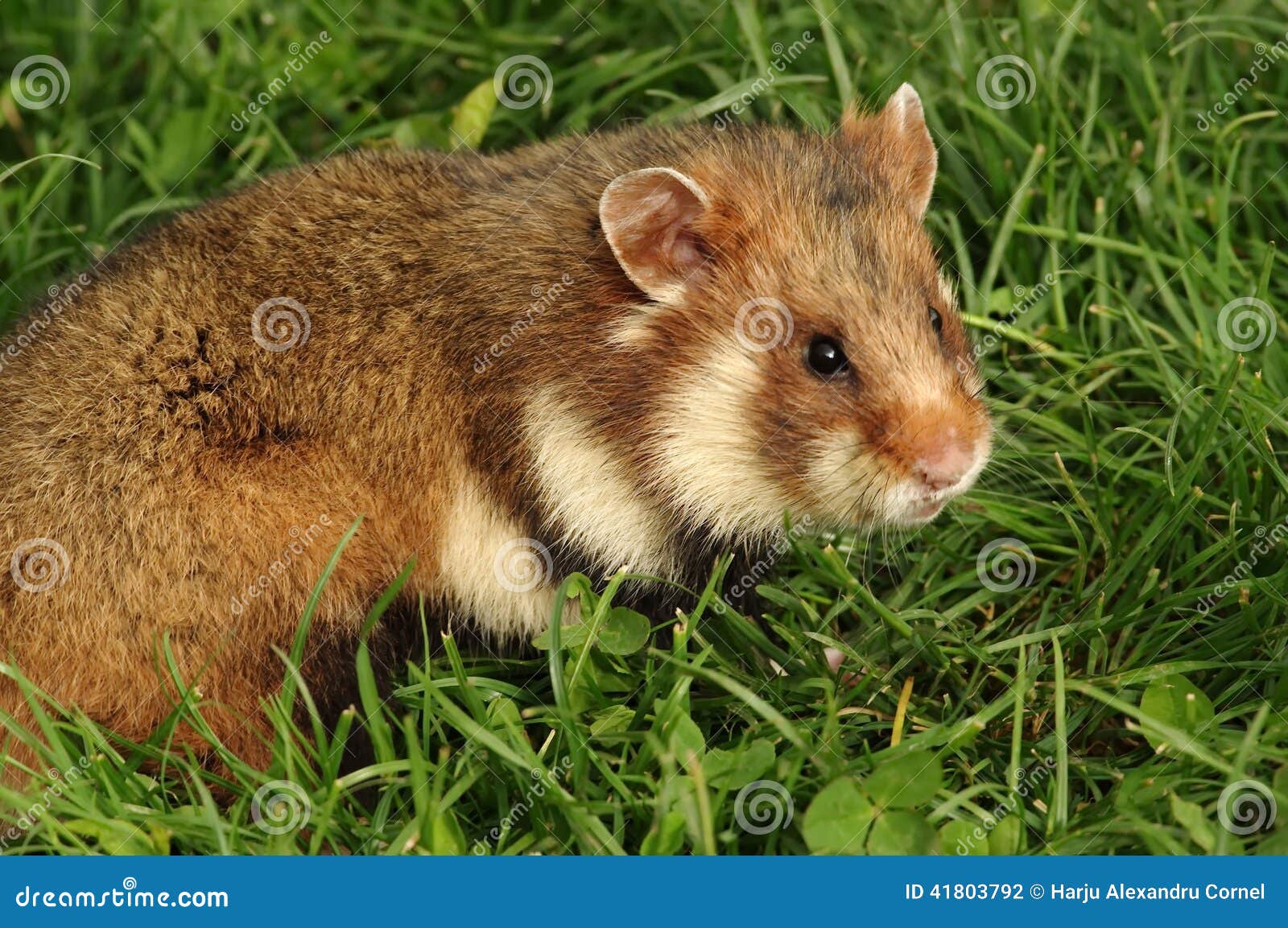 Loir de jardin photo stock. Image du rare, nain, loir - 41803792