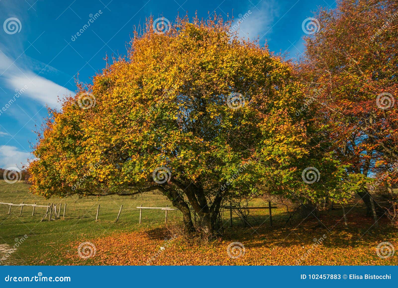 Lokalisierter Buchenbaum Im Park Stockbild - Bild von blatt, ökologie ...