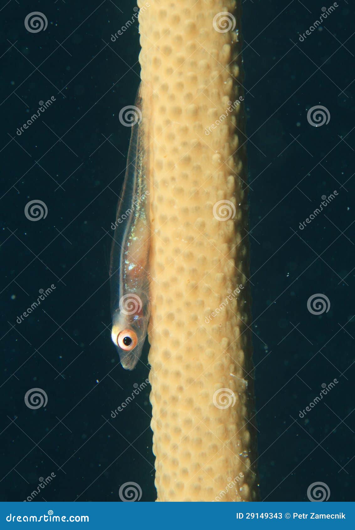 Loki whip goby stock image. Image of loki, fish, yellow - 29149343
