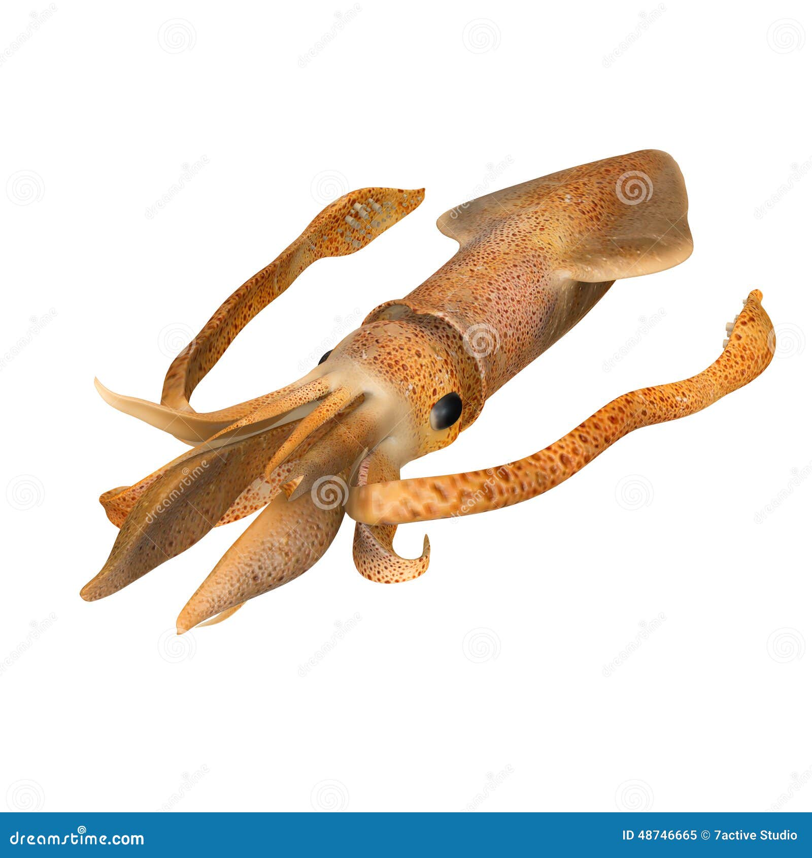 Loligo stock image. Image of freshness, eight, cooking - 48746665