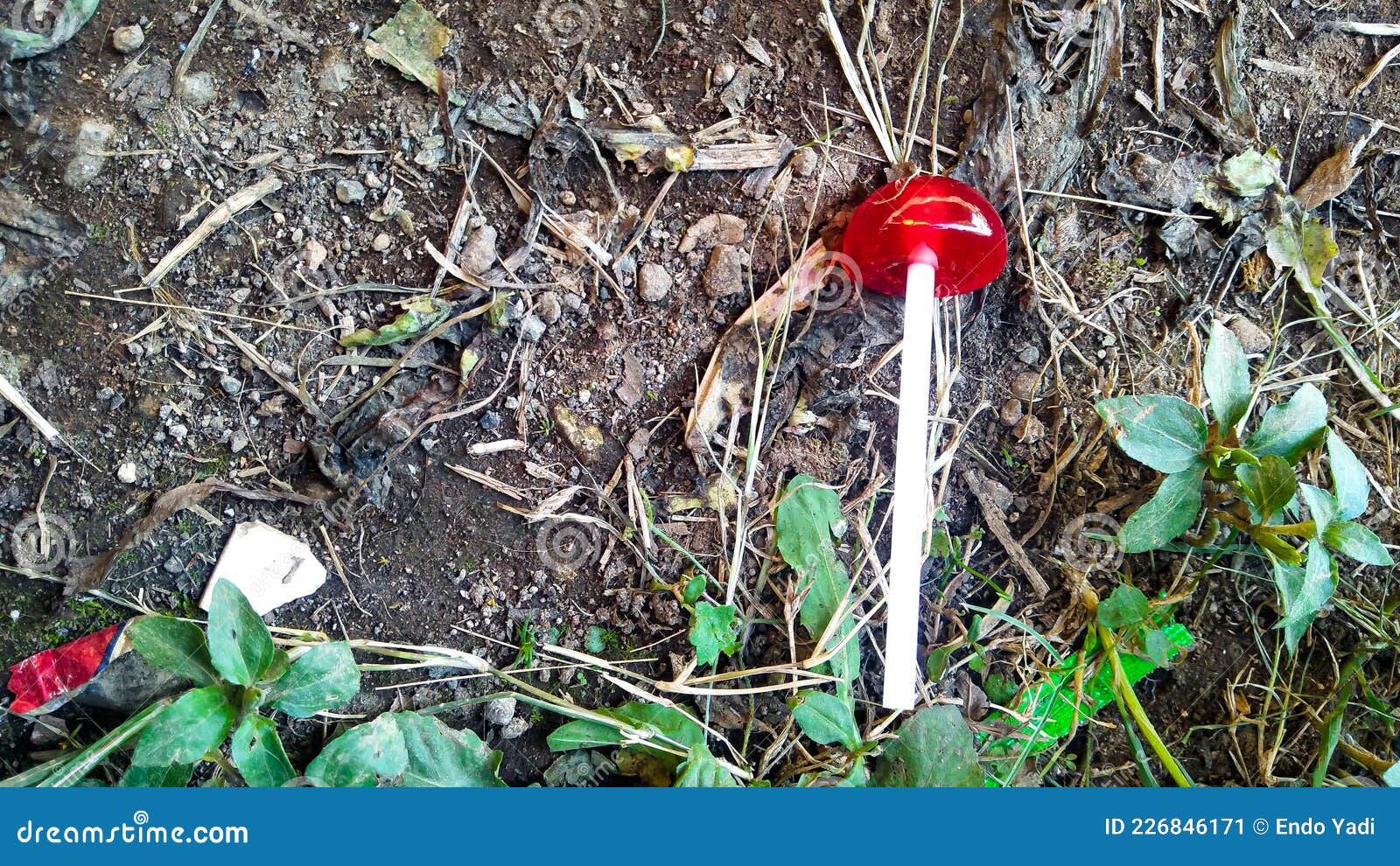 Lollipop Dropped on the Ground Stock Image - Image of wildlife ...