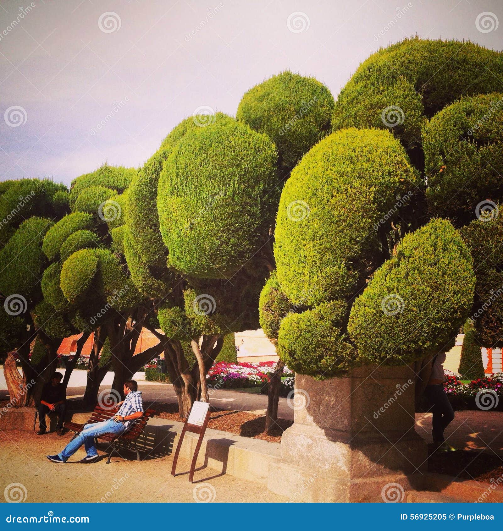 Lollipop topiary trees editorial image. Image of lollipop - 56925205