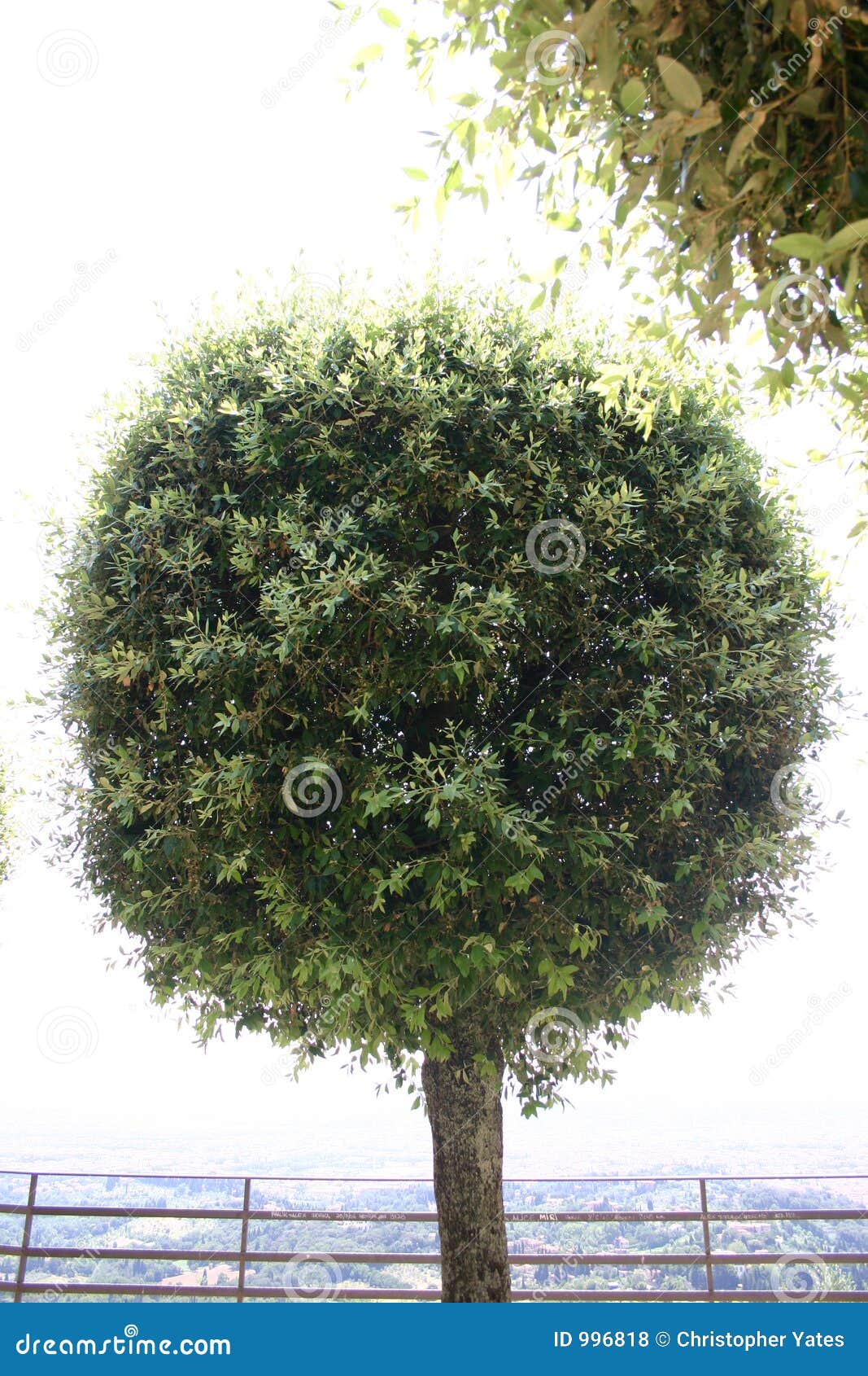 Lollipop Tree stock photo. Image of lollipop, italy, plant - 996818