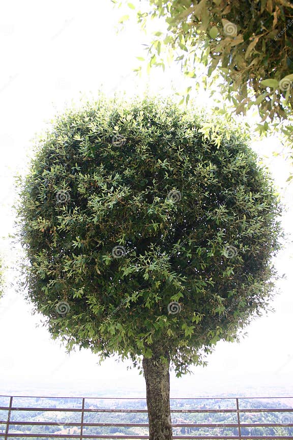 Lollipop Tree stock photo. Image of lollipop, italy, plant - 996818