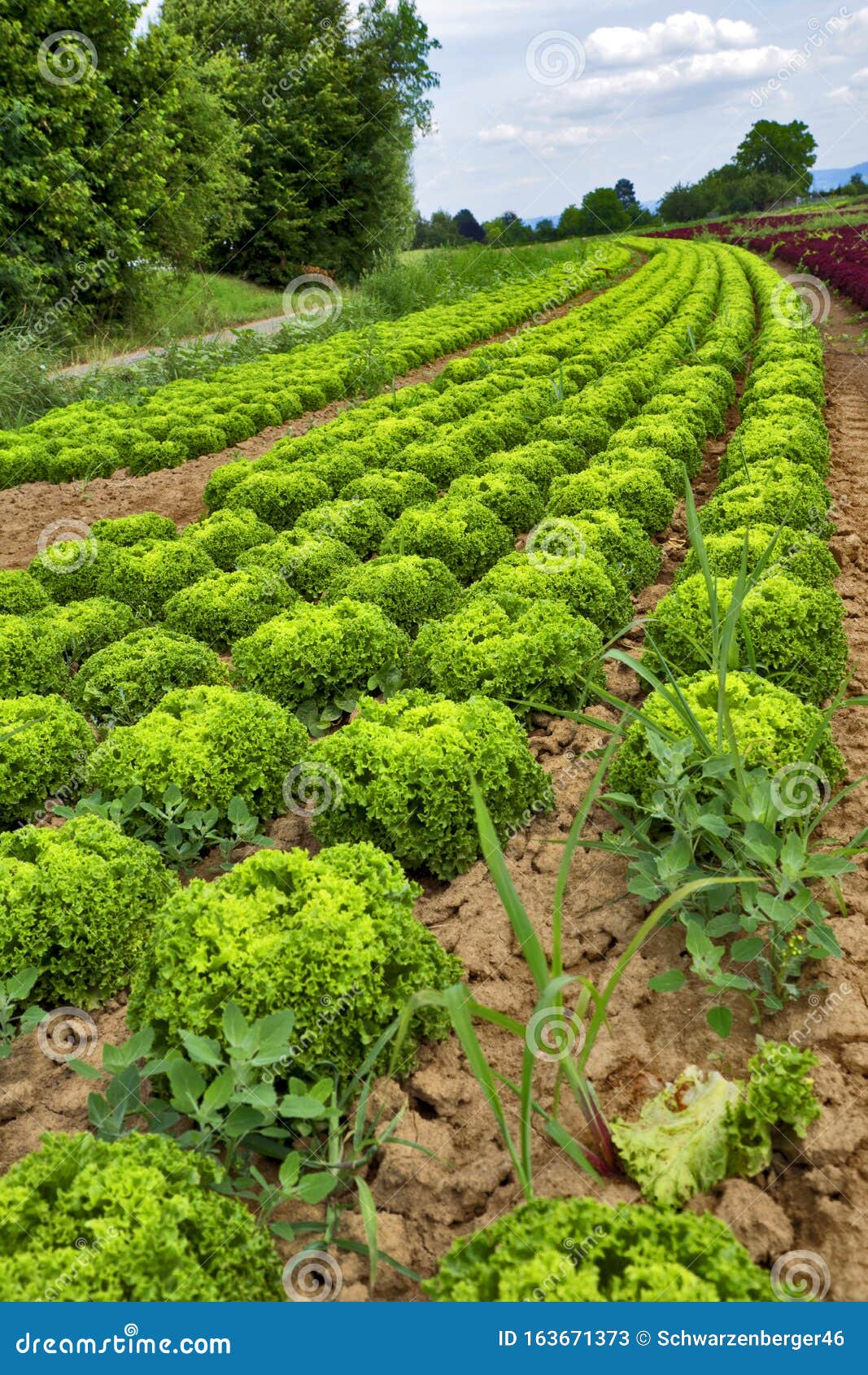 Lollo bianco salad field stock image. Image of agriculture - 163671373