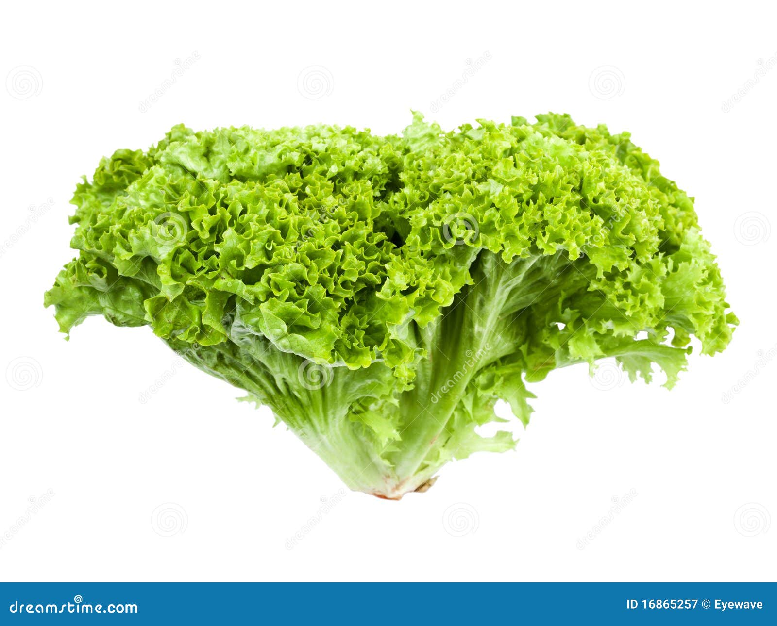 Lollo Bionda Lettuce stock image. Image of food, organic - 16865257