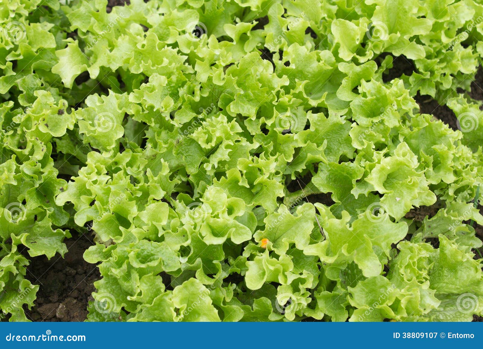 Lollo Bionda Lettuce image stock. Image du détail, salade - 38809107