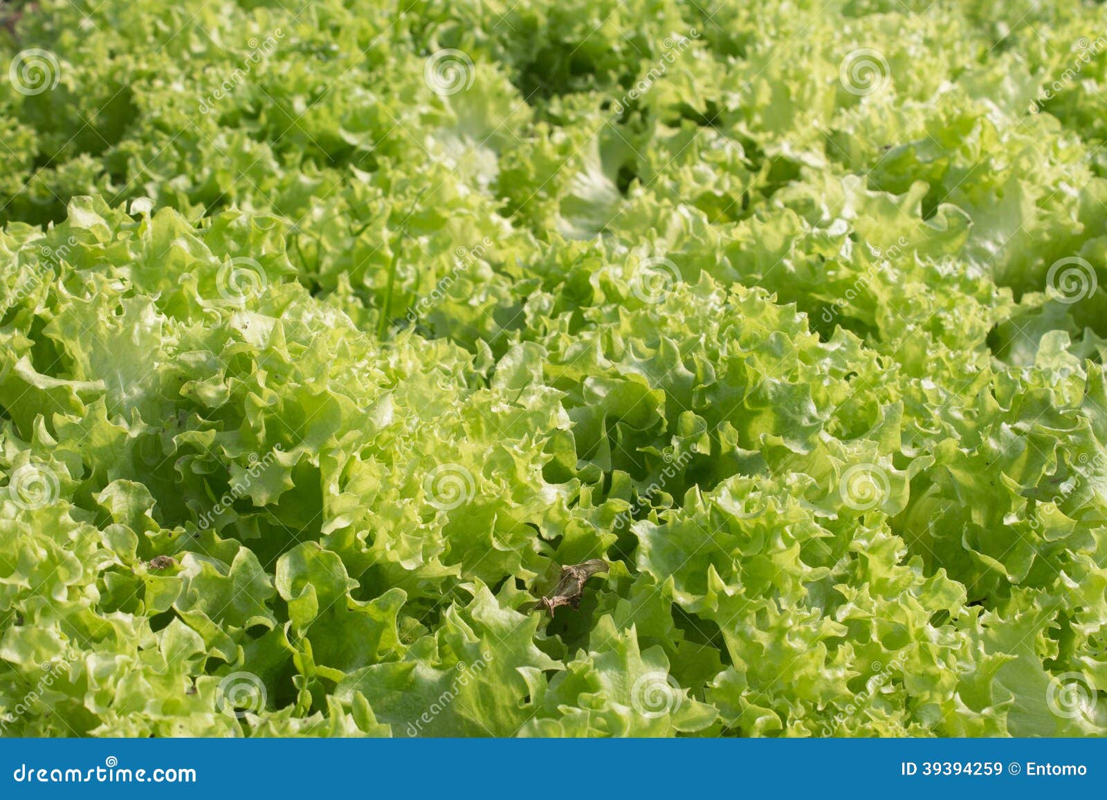 Lollo Bionda Lettuce imagem de stock. Imagem de agricultura - 39394259