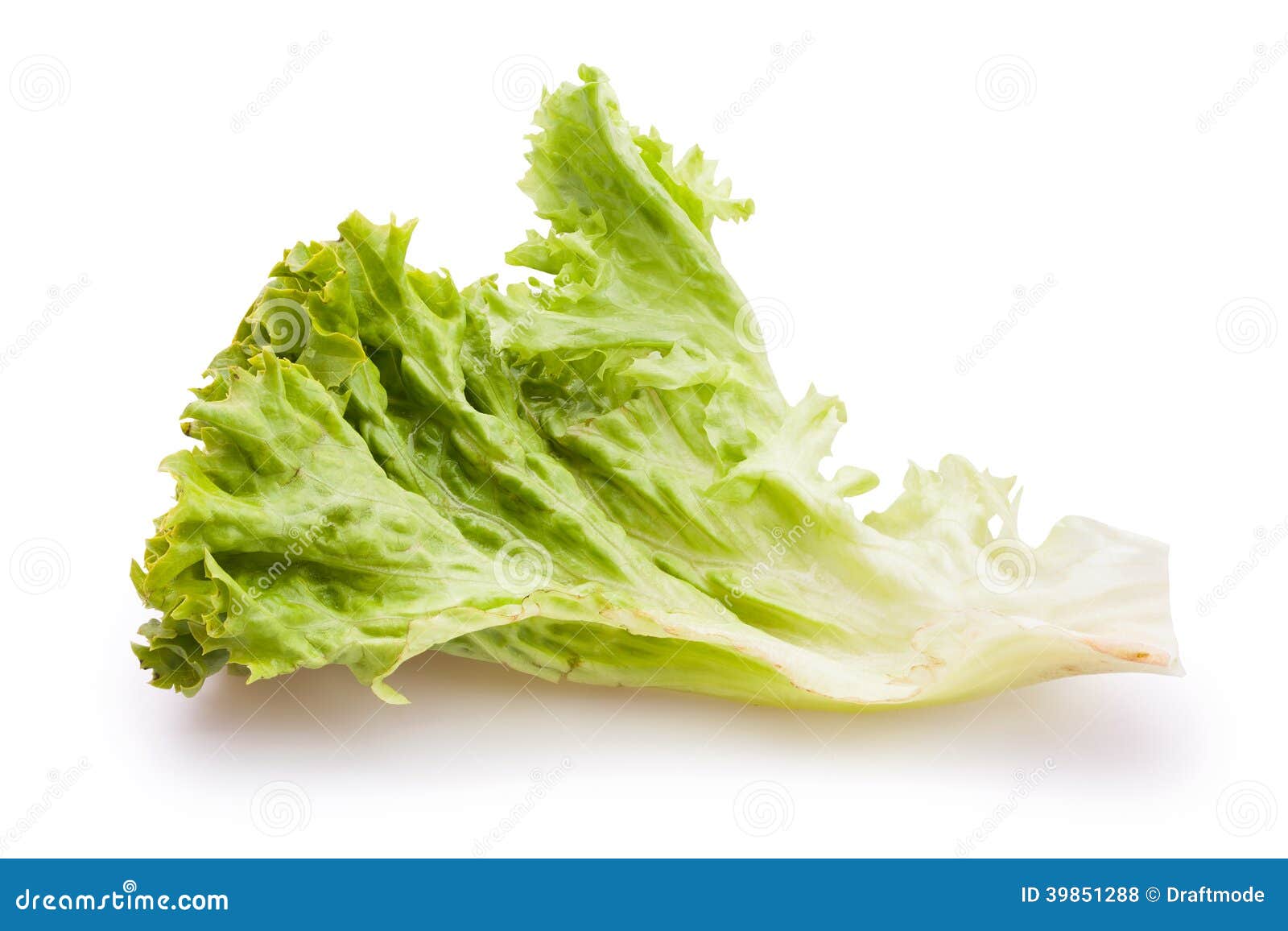 Lollo bionda lettuce stock photo. Image of bionda, vegetable - 39851288