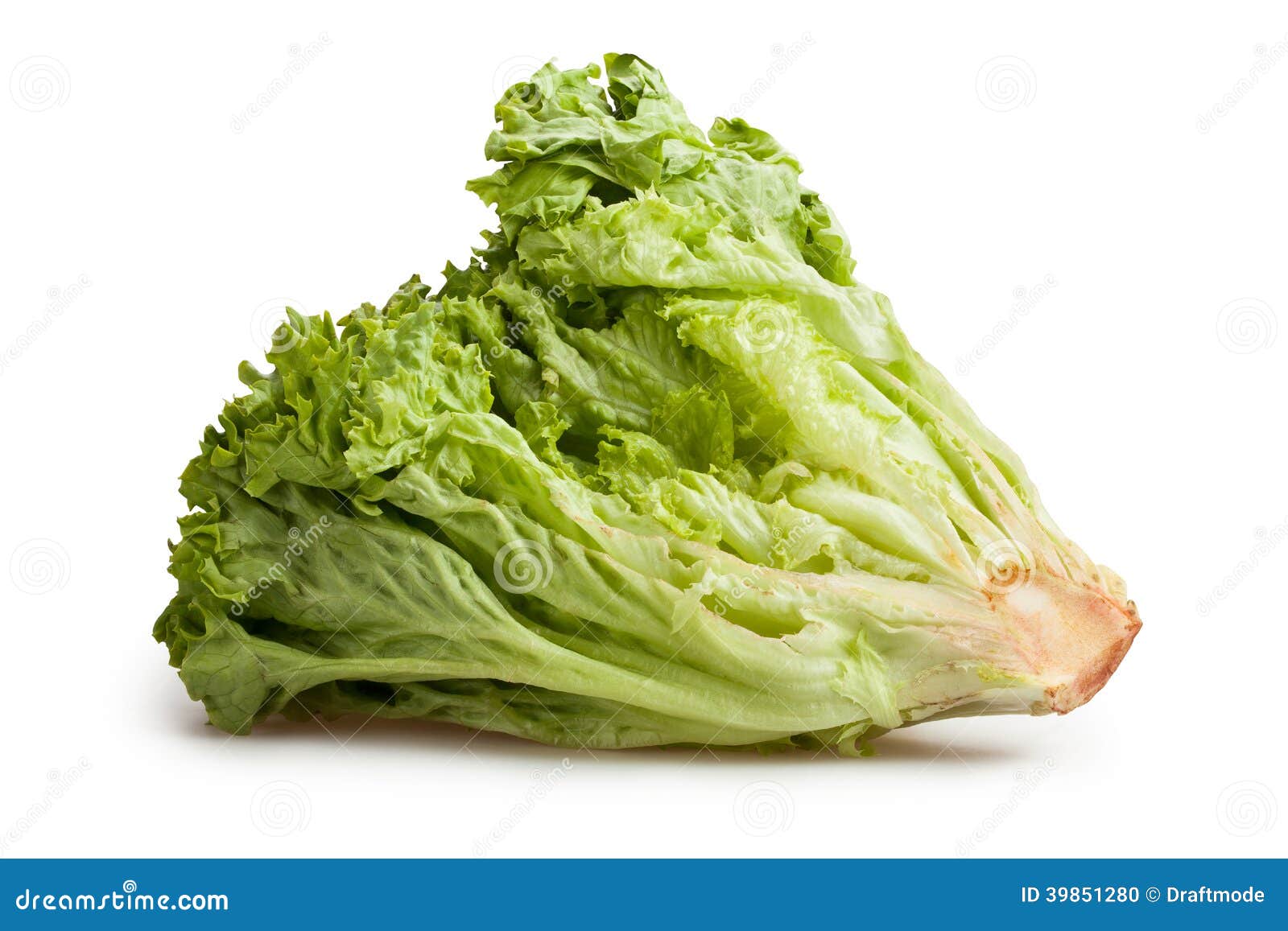 Lollo bionda lettuce stock photo. Image of green, food - 39851280