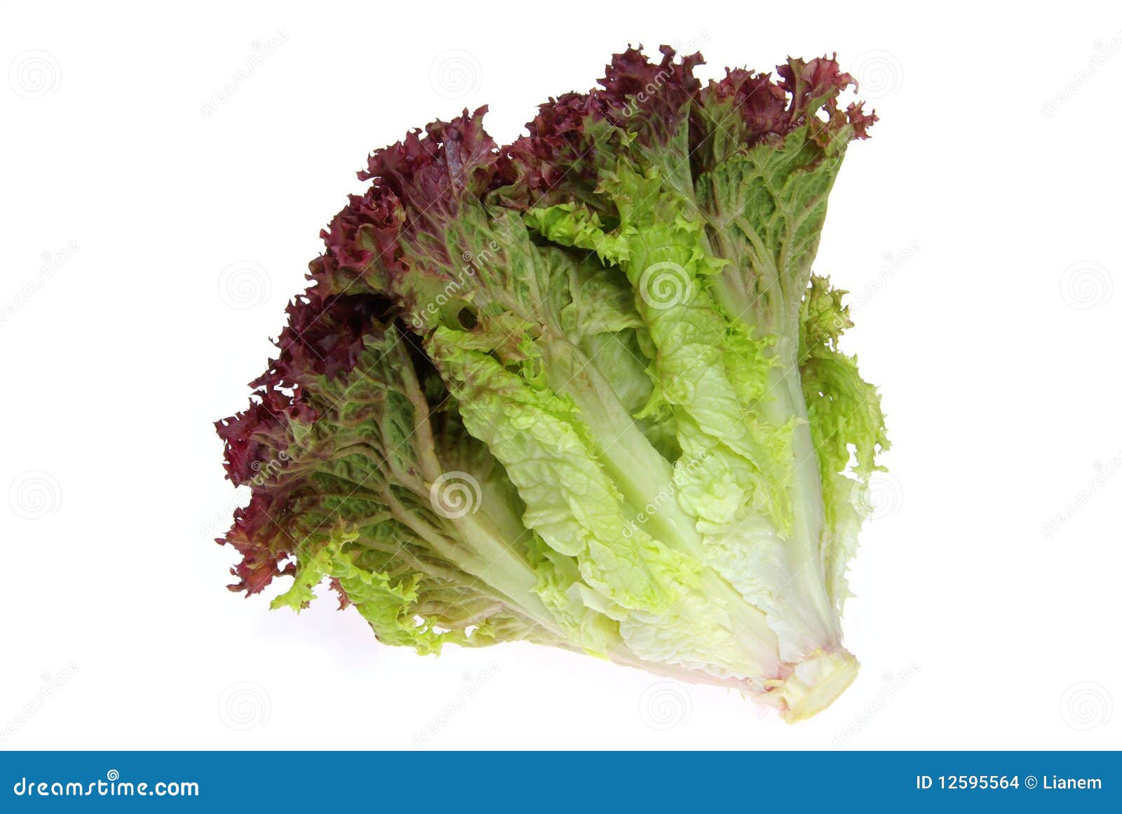 Lollo Rosso Lettuce, Texture Background Royalty-Free Stock Photography ...