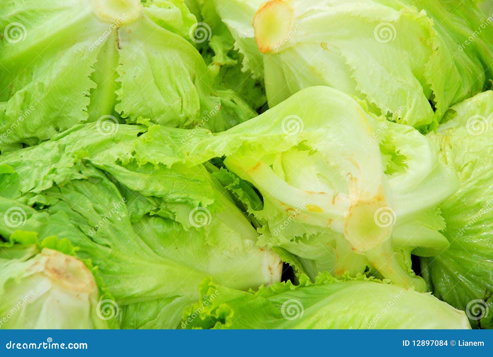 Lollo Rosso stock photo. Image of vegetarian, produce - 12897084