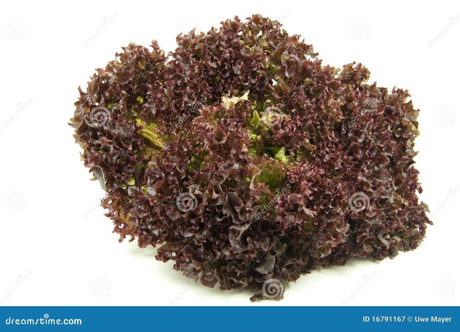 Lollo Rosso stock image. Image of lollo, vegetable, exempted - 16791167