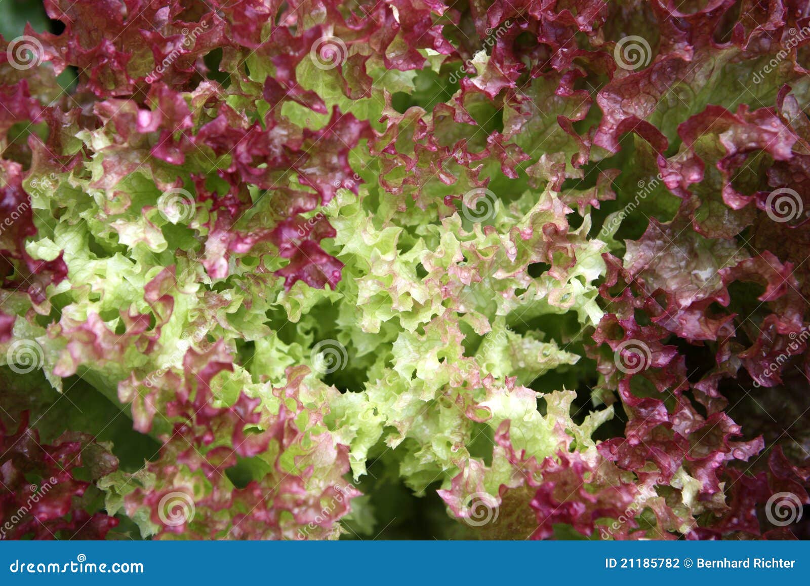 Lollo Rosso stock photo. Image of growing, farm, organic - 21185782