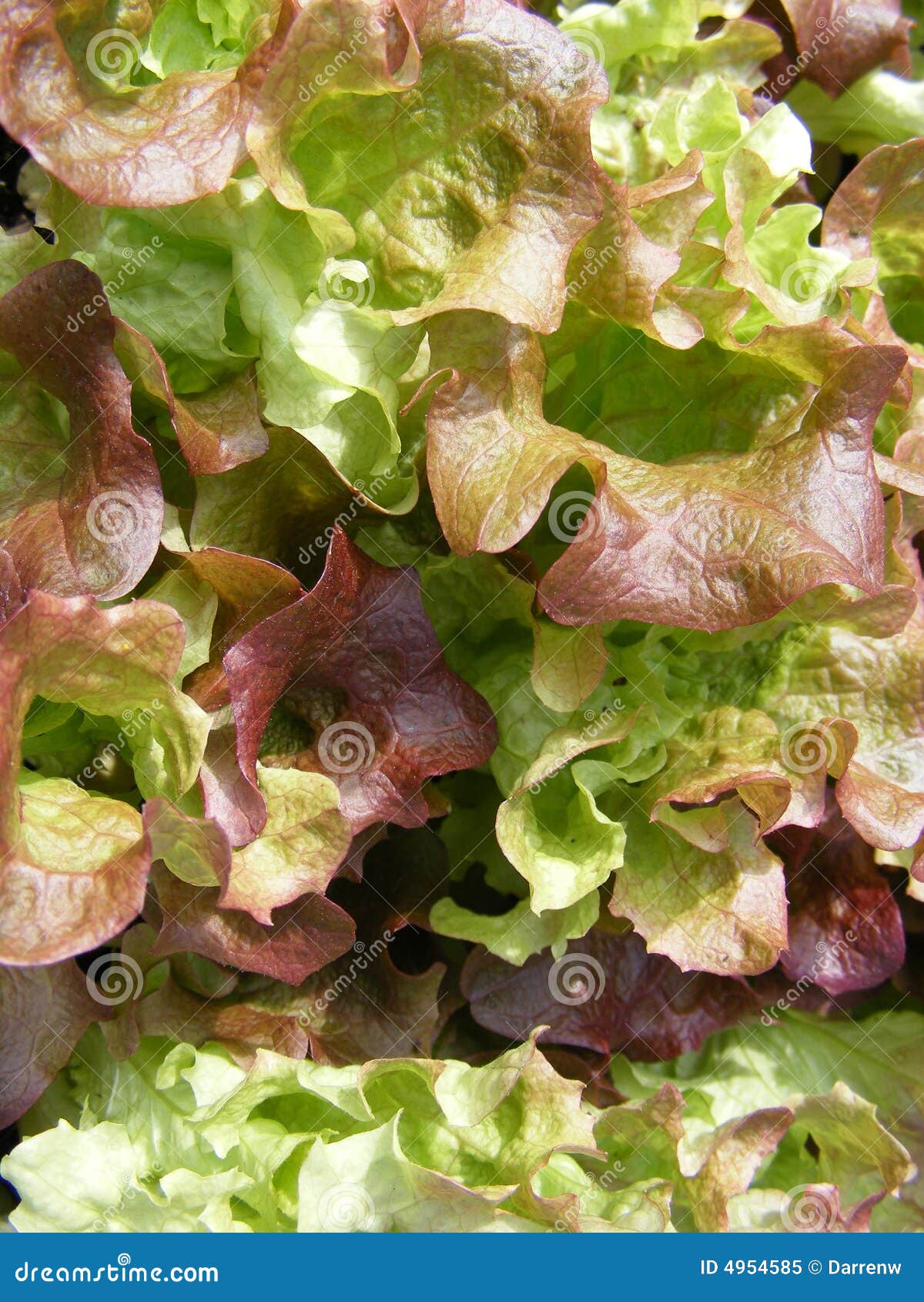 Lollo rosso lettuce stock image. Image of green, crops - 4954585