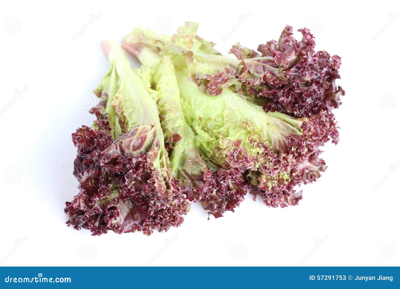 Lollo Rosso lettuce stock image. Image of crispy, vegetarian - 57291753